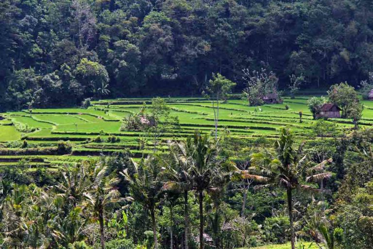 Bali's Rice Terraces That You Should See – Adventure Riders Indonesia